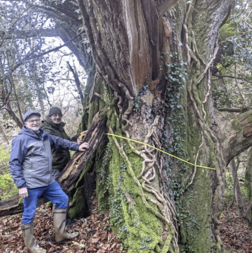 Ancient Tree Forum's Veteran Tree Discovery Day at Boconnoc